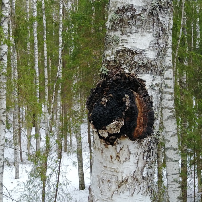 What is chaga mushroom? – Birch Moon Wellness Co.