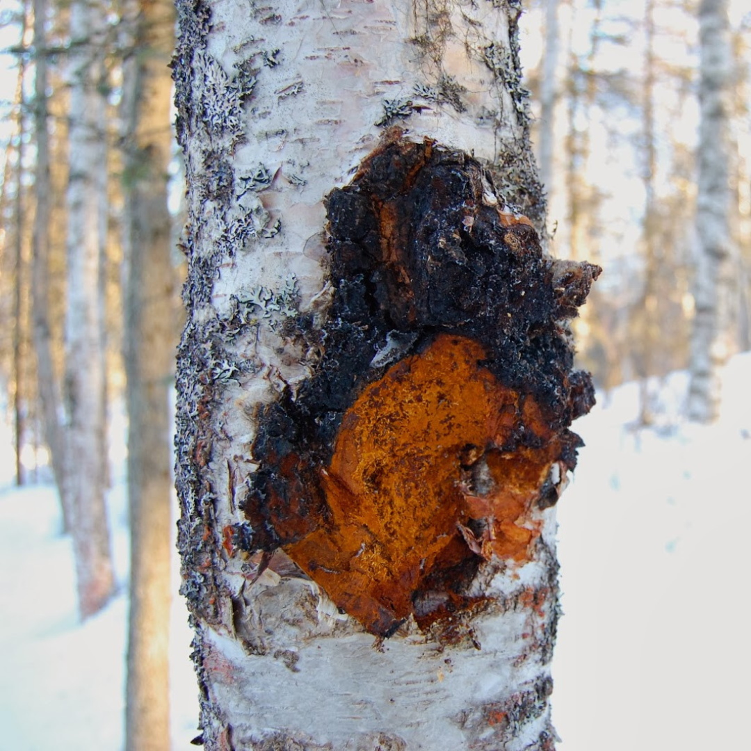 What is chaga mushroom? – Birch Moon Wellness Co.