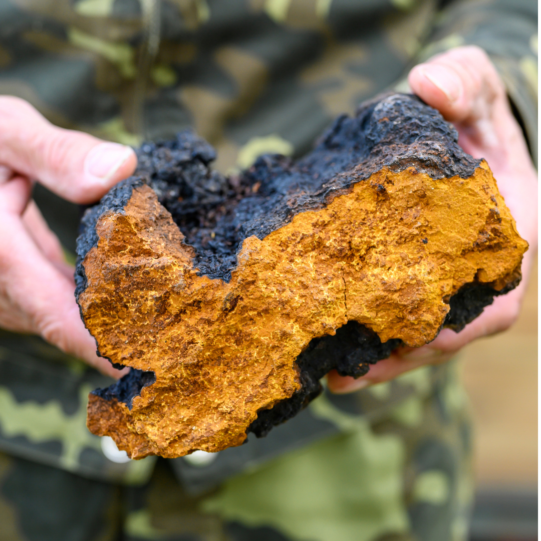 What is chaga mushroom? – Birch Moon Wellness Co.