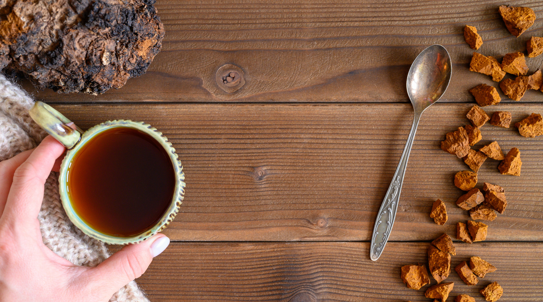 What is chaga mushroom? – Birch Moon Wellness Co.
